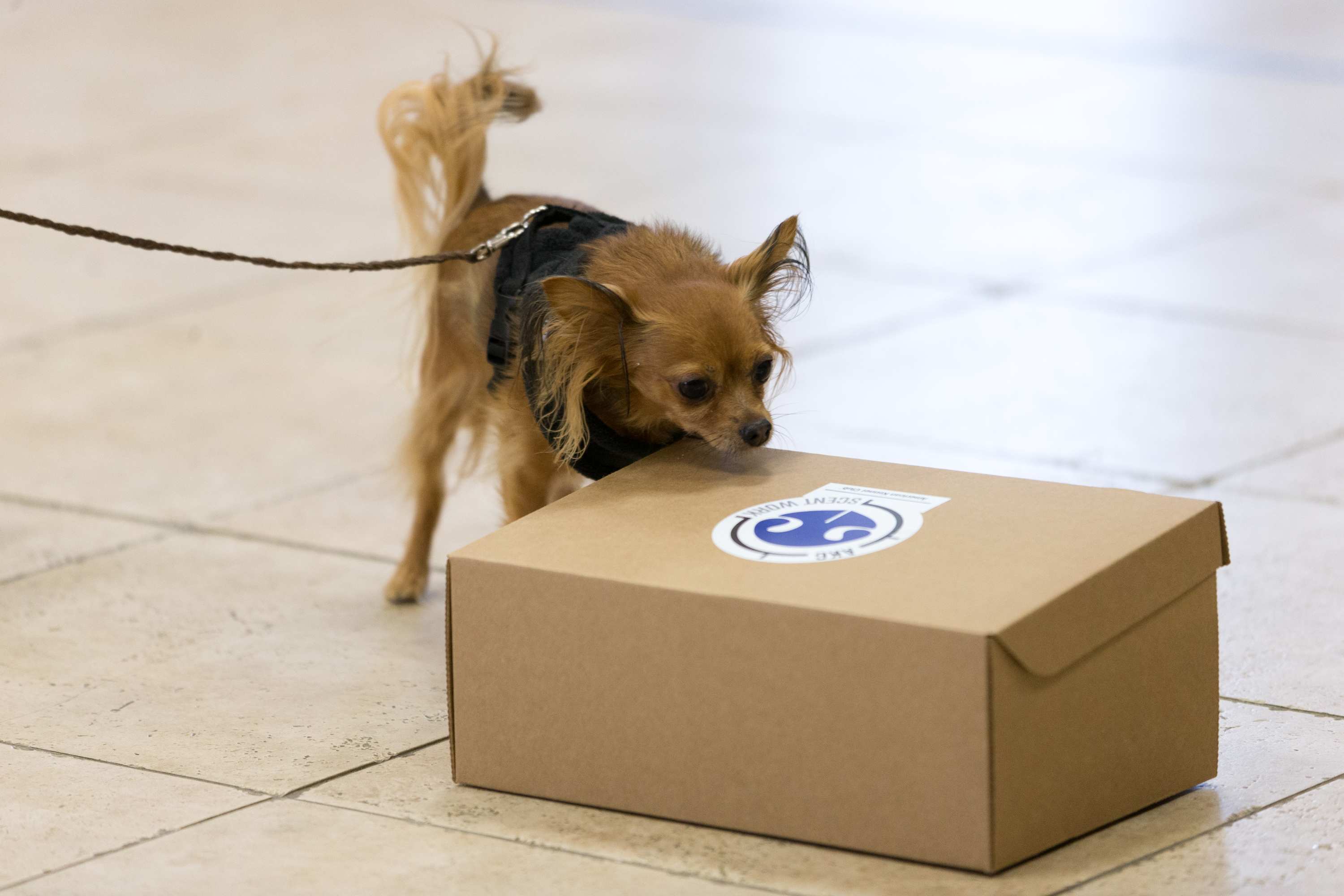 AKC Scent Work Judges Education