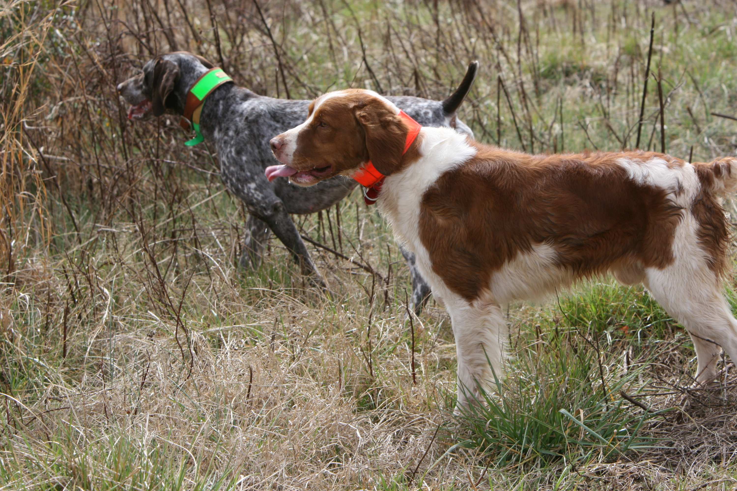 AKC Canine College - Pointing Breed Field Trial Exam