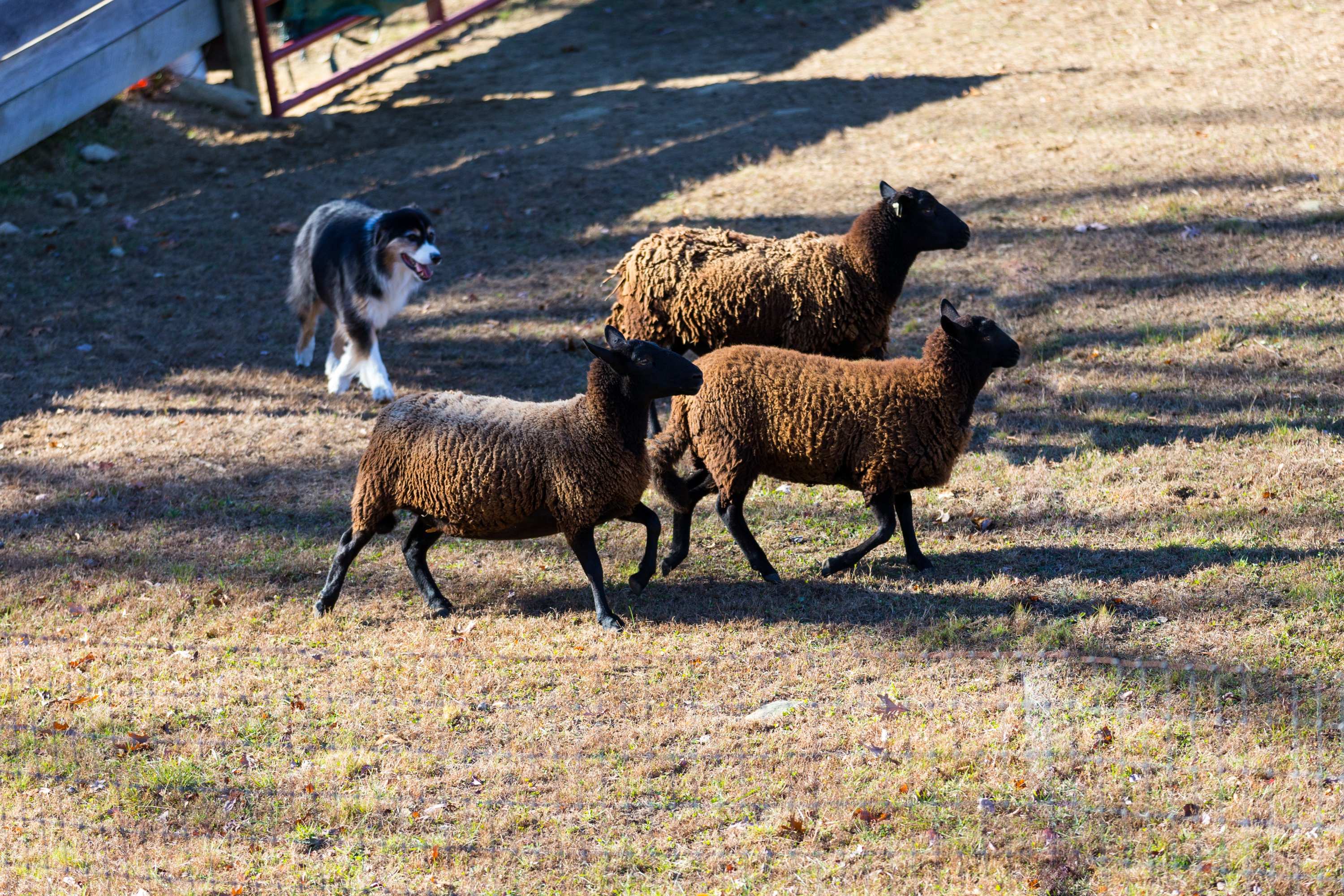 Herding Trial Exam – Course C