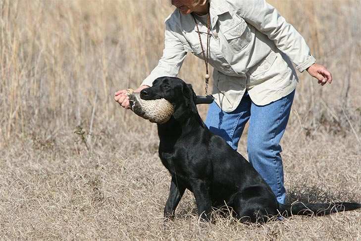 Retriever Hunting Test Exam