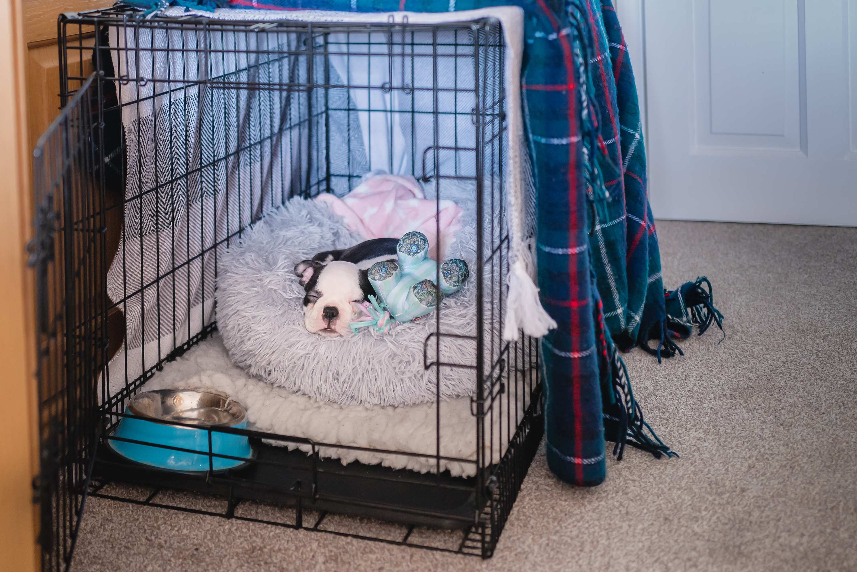 AKC Canine College - Crate Training