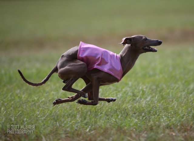 AKC Canine College - Italian Greyhound Breed Course