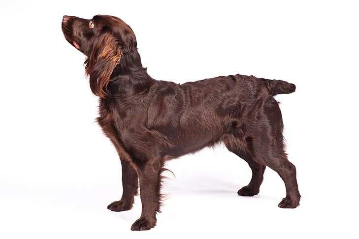 - Boykin Spaniel Breed Exam