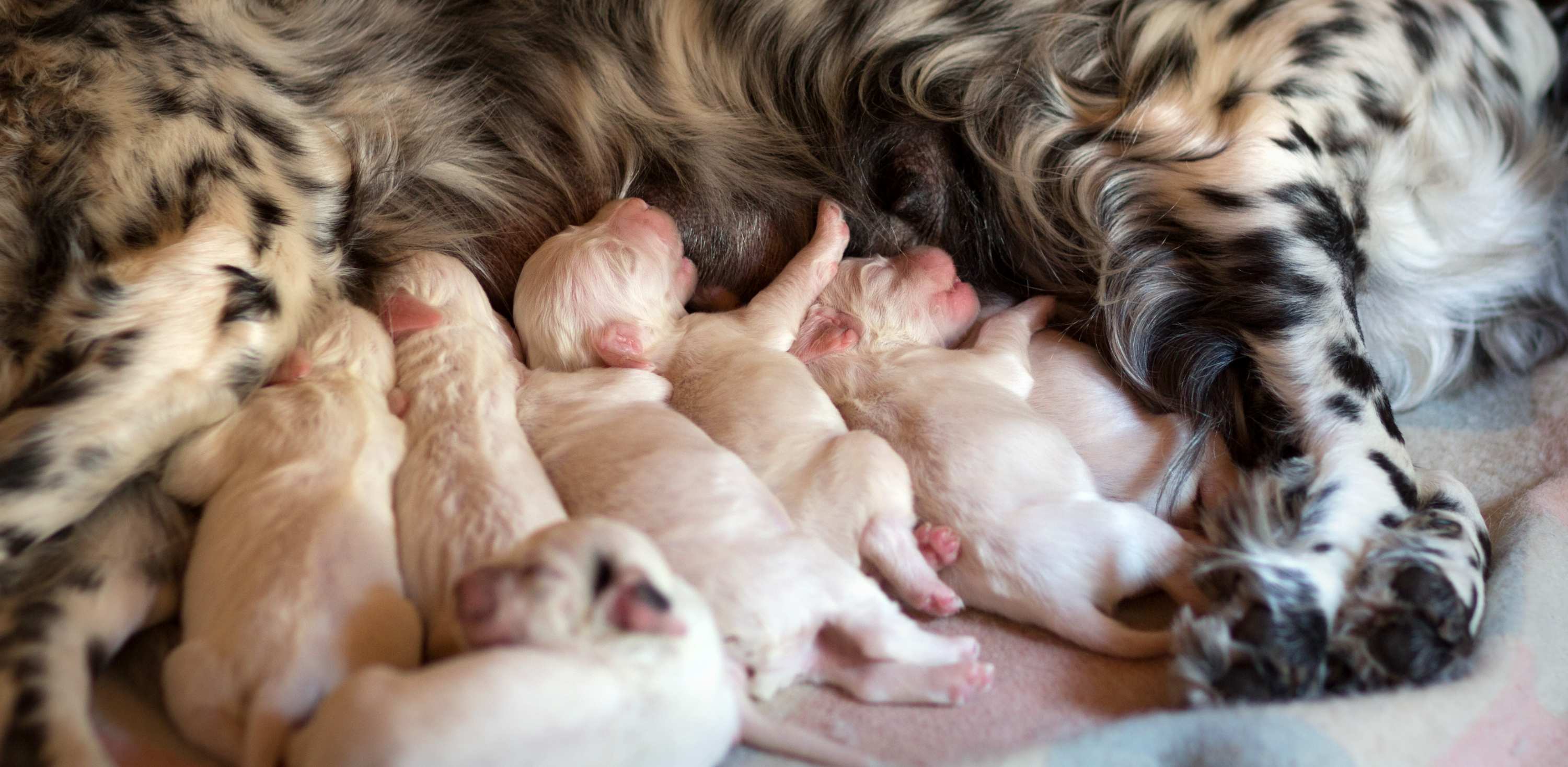 AKC Canine College - Canine Neonatal Resuscitation and Coefficient of ...