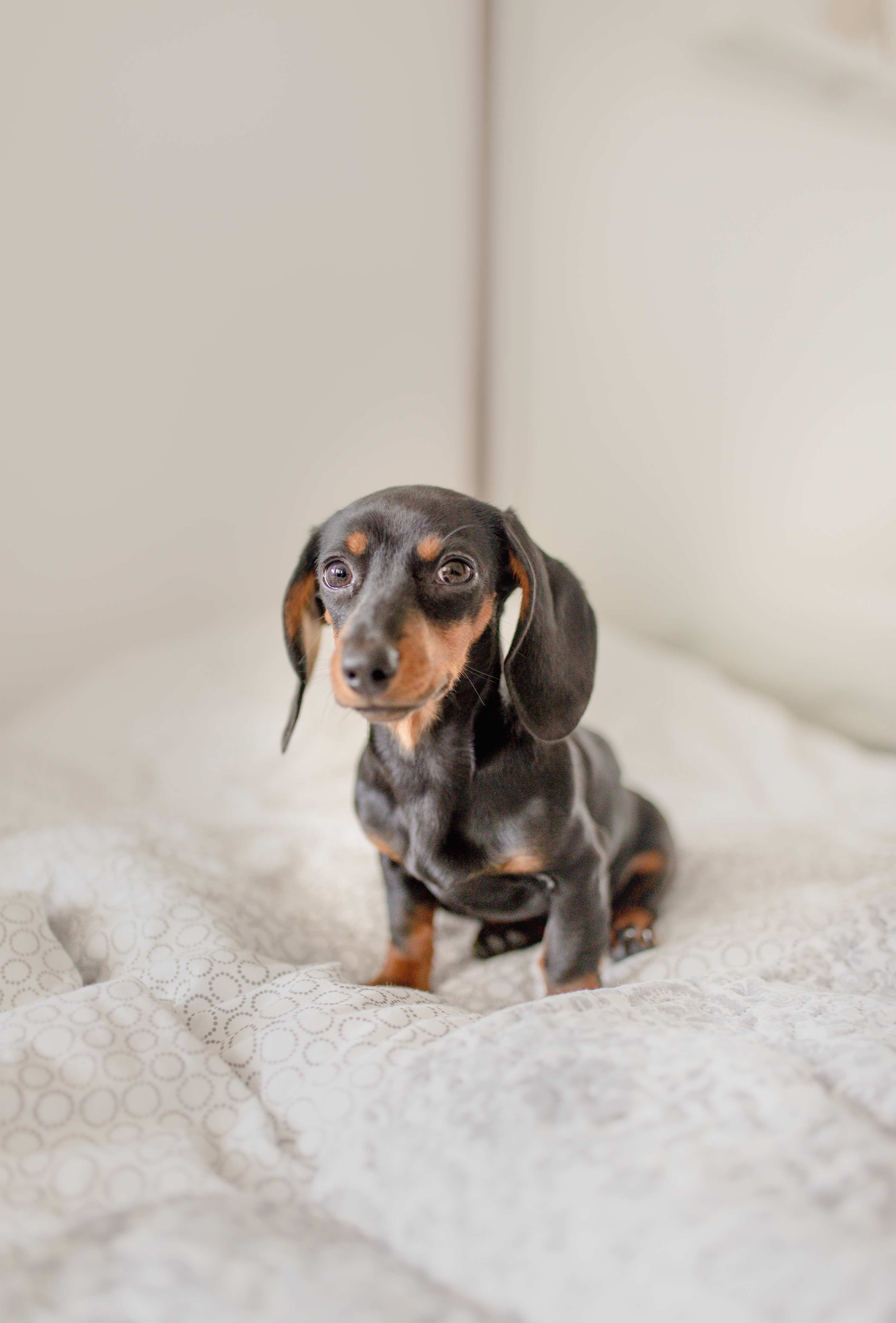 AKC Canine College - Dachshund Breed Course