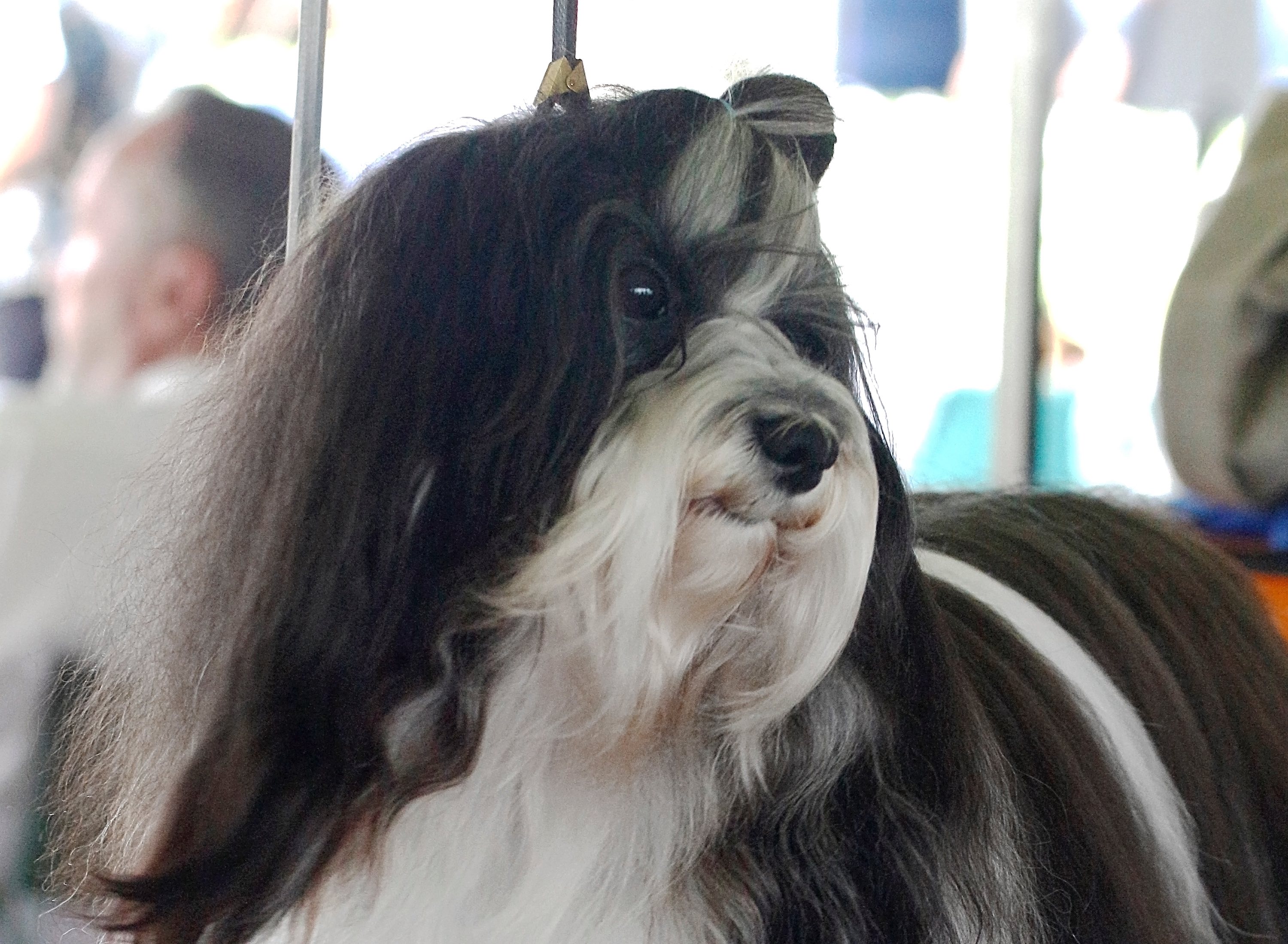 AKC Groomer Education: Drop Coat